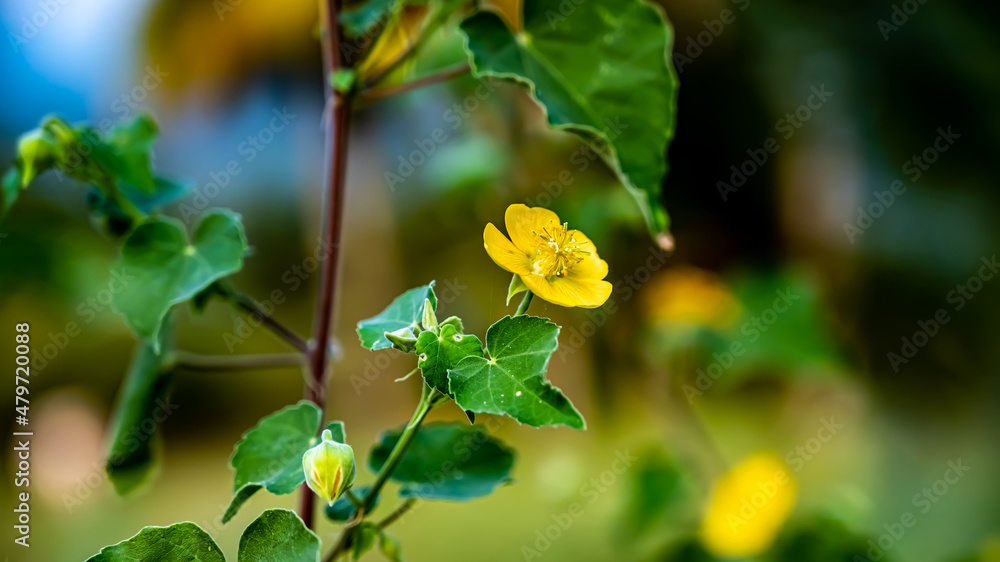 Abutilon indicum is a small shrub in the family Malvaceae, native to ...