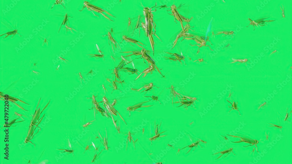 3d illustration - featuring a swarm of thousands of locusts flying into ...