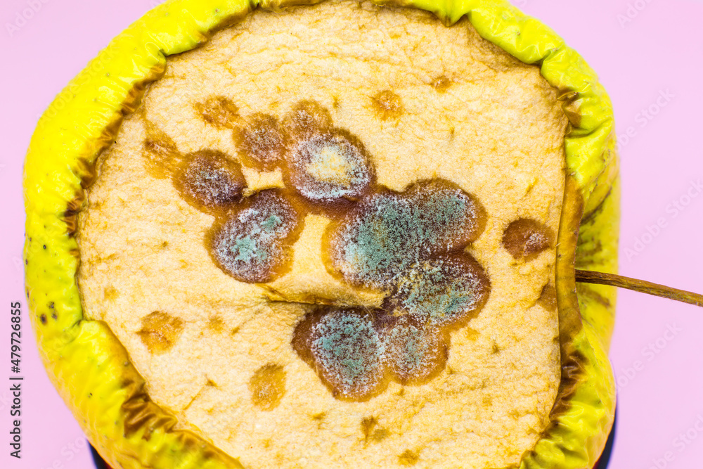 Rotten and Moldy apple fruit. Bad conditions of preservation. Close up ...