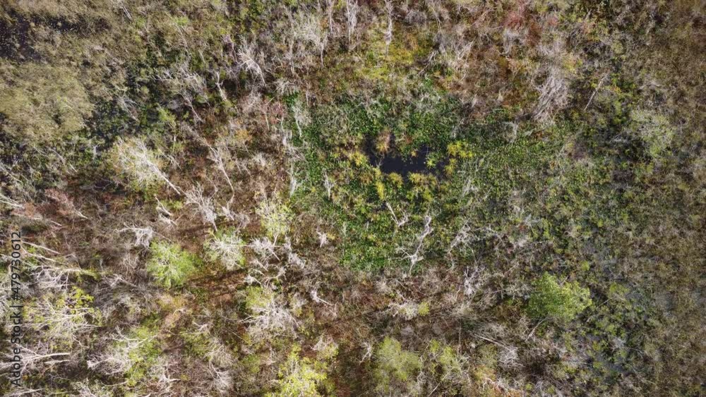 Welcome to your very own Cypress Head Swamp. This shot is pretty cool ...