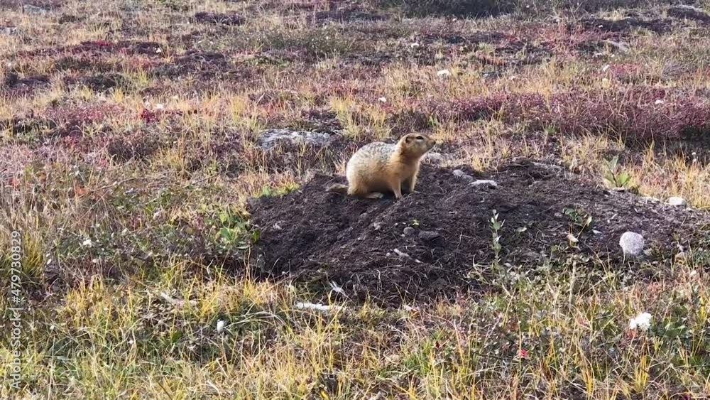 Closeup of Arctic ground squirrel Siksik summertime looking around on ...