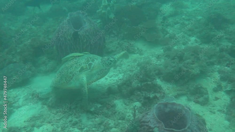 Large sea turtle moving among corals, snorkeling, leatherback turtle ...