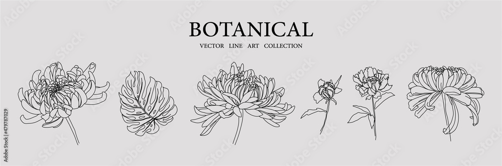 Botanical vector line art collection minimal botanical graphic sketch ...