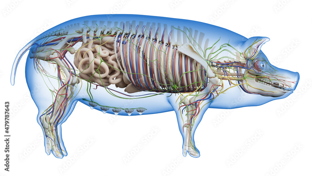 3d rendered illustration of the porcine anatomy Stock Illustration ...