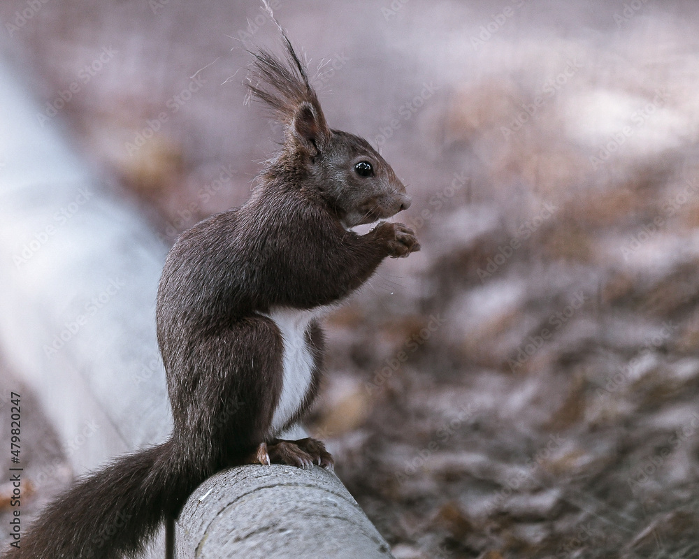 ardilla en parque natural Stock Photo | Adobe Stock