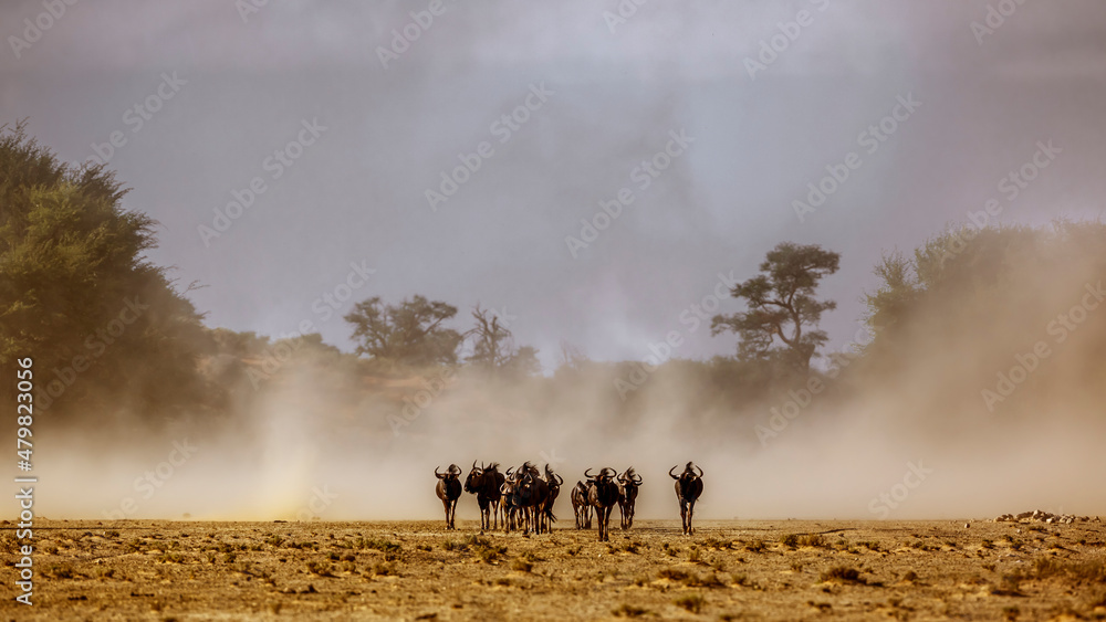 group of Blue wildebeest running front view in sand storm in Kgalagadi ...