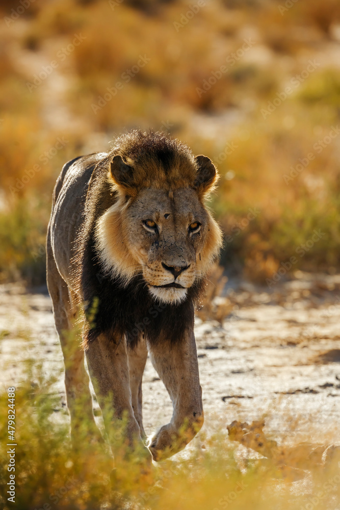 African lion black mane male walking front view at dawn in Kgalagadi ...