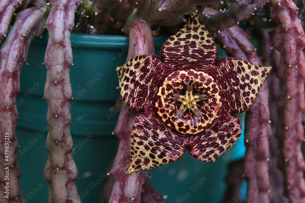 stapelia a succulent African plant with large star-shaped fleshy ...
