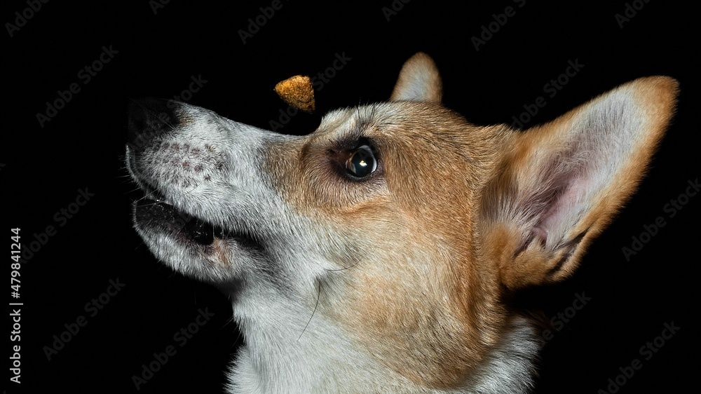 Pies rasy corgi pembroke rudy na czarnym tle Stock Photo | Adobe Stock
