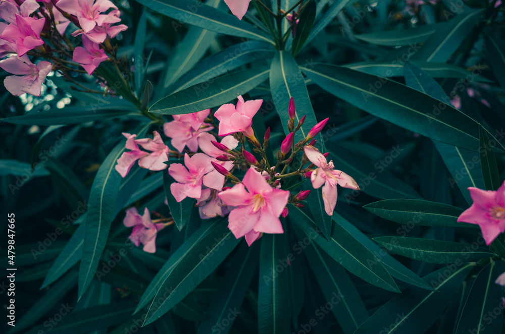 Nerium oleander flower Stock Photo | Adobe Stock