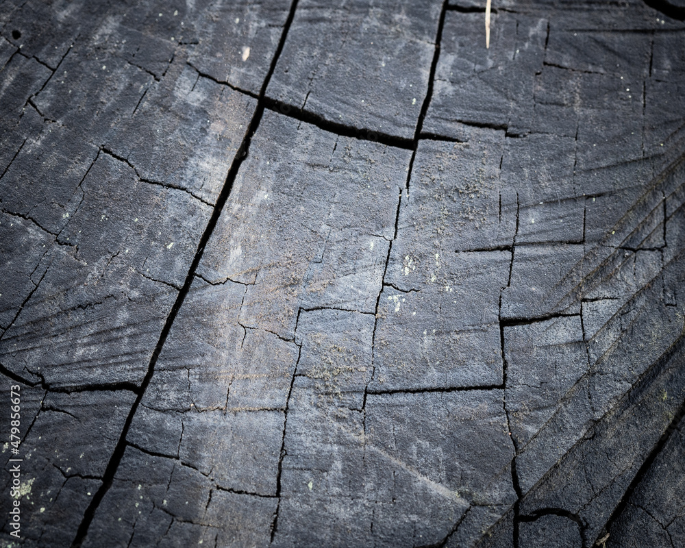 Wooden texture from cut tree trunk, closeup. Cross section of a tree ...