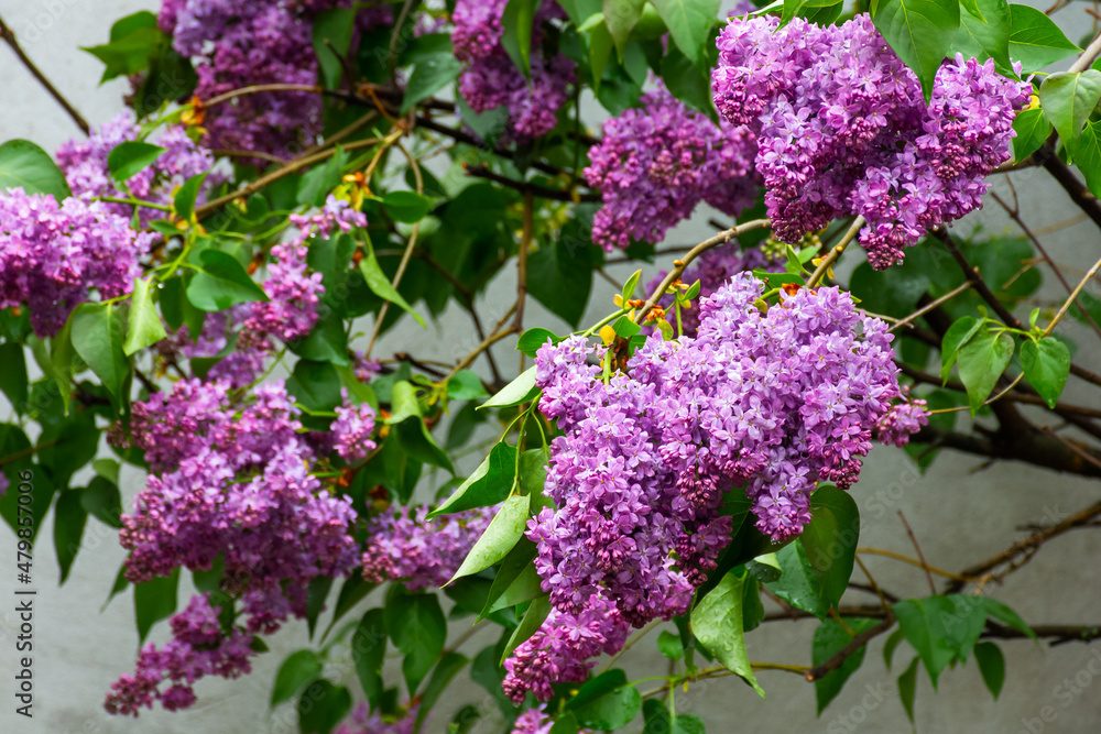 purple lilac shrub blossoms in spring. Beautiful floral nature ...