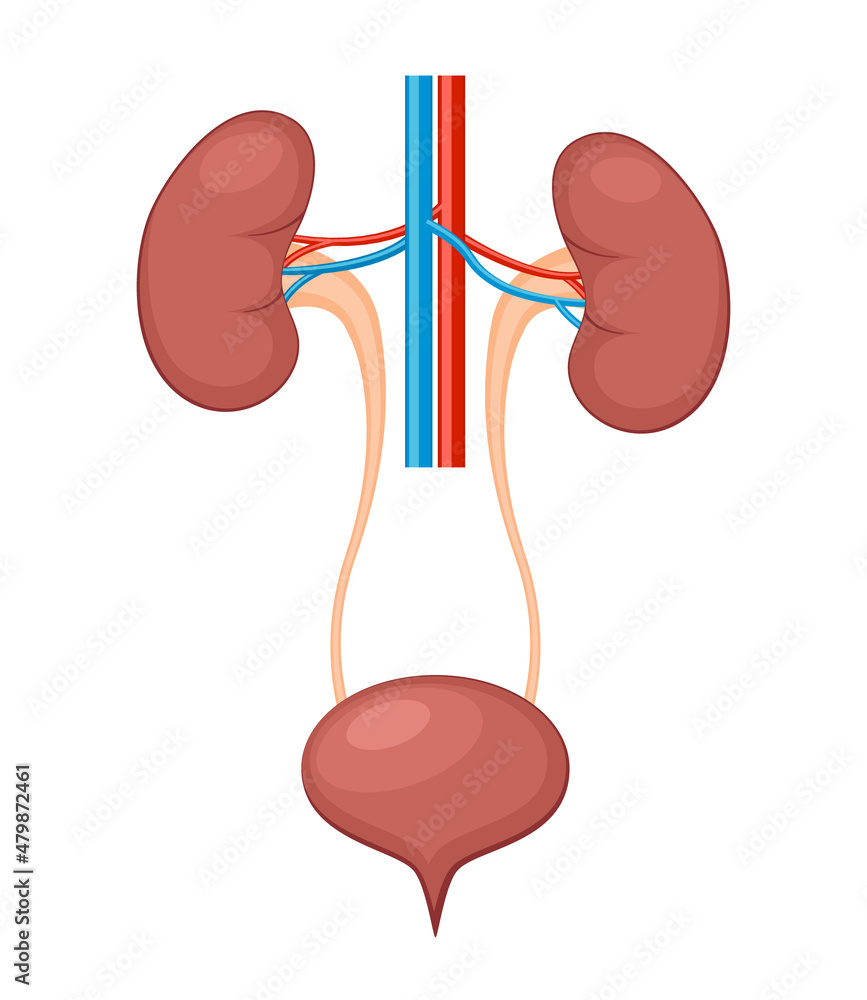 Urinary system anatomy. Incontinence biology infection uti, ureter ...