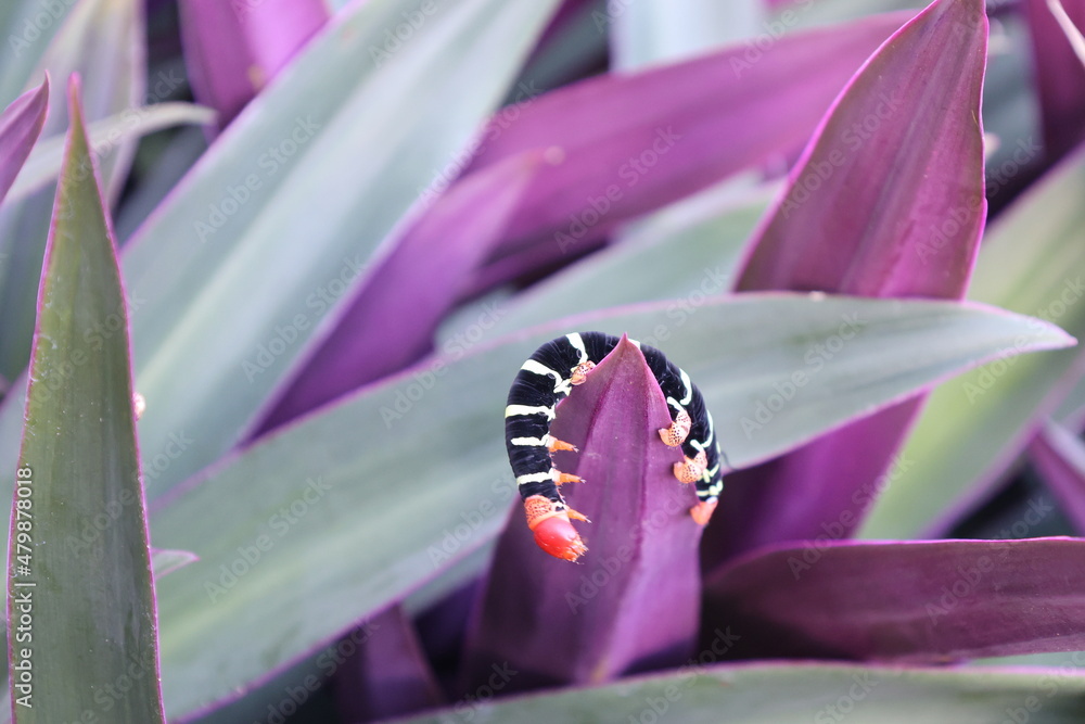 La chenille du Frangipanier (Pseudosphinx tetrio) ou chenille Rasta ...