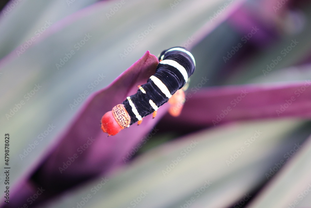 La chenille du Frangipanier (Pseudosphinx tetrio) ou chenille Rasta ...