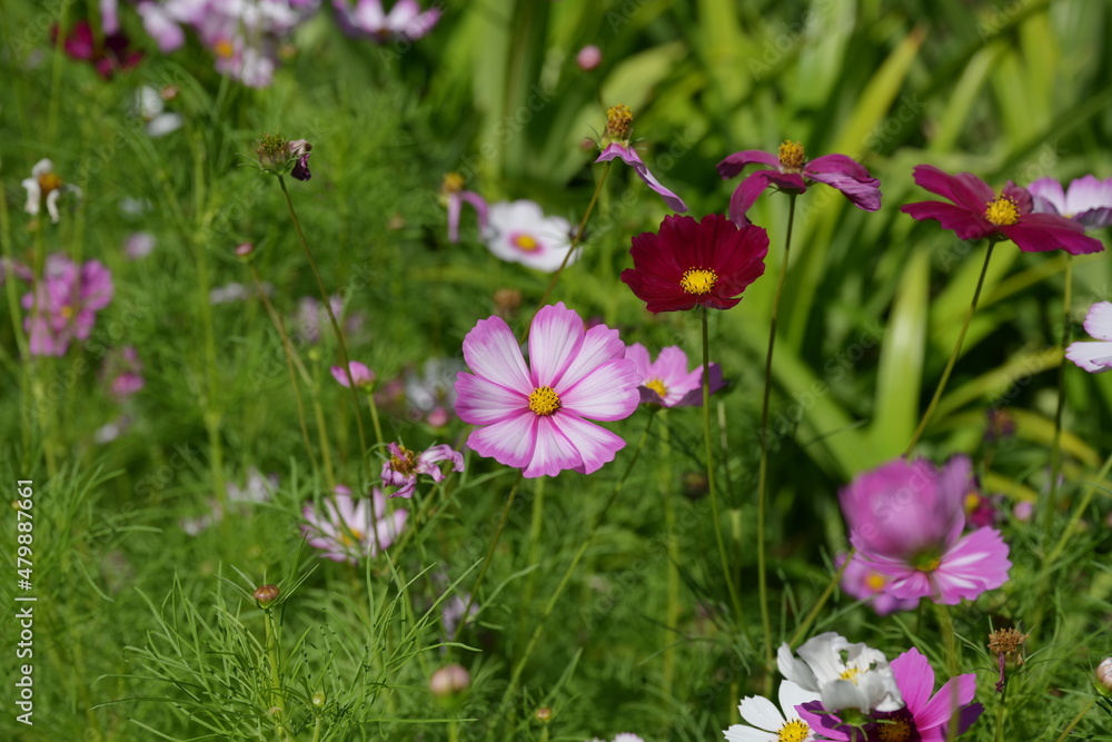 The sulfur cosmos, or Mexican diasy, pale pink petals with deep pink ...