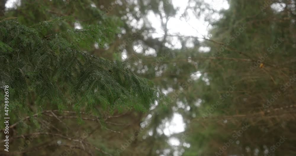 A pine tree branch slowly blowing in the wind in the forest at winter ...
