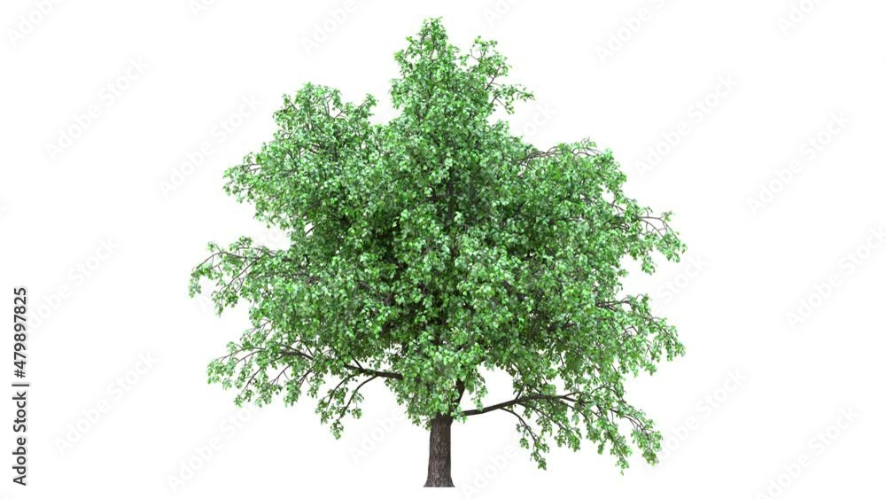 Growing trees on a white background 3D animation growth grow from small ...