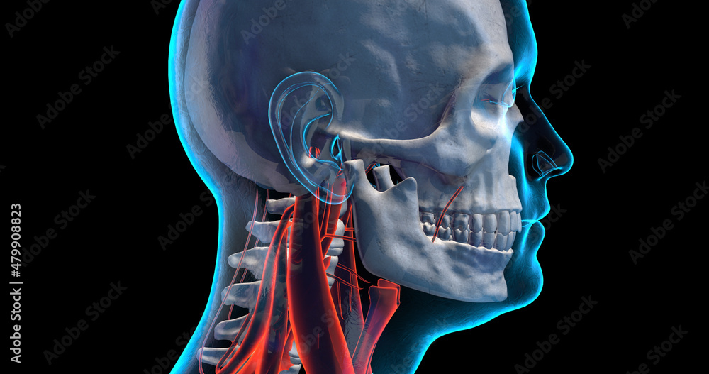 Close Up Human Skull X-Ray. Inside Of Human Head. Skull, Brain, Nervous ...