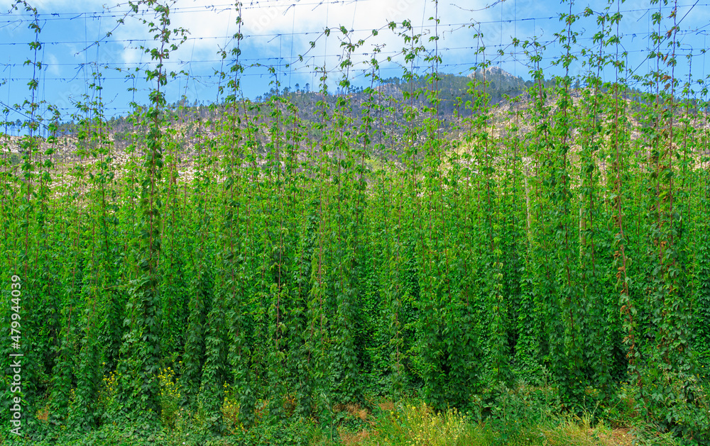 Photo & Art Print hop plantation showing vertical vines of leafy ...