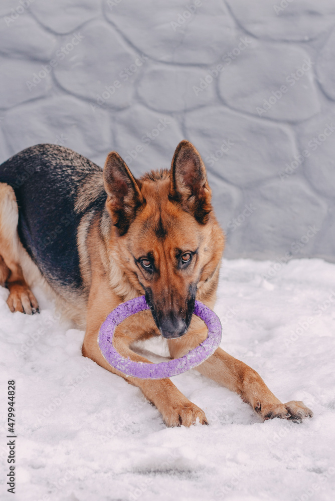 Dog of e German Shepherd breed has fun playing with a toy puller in his ...