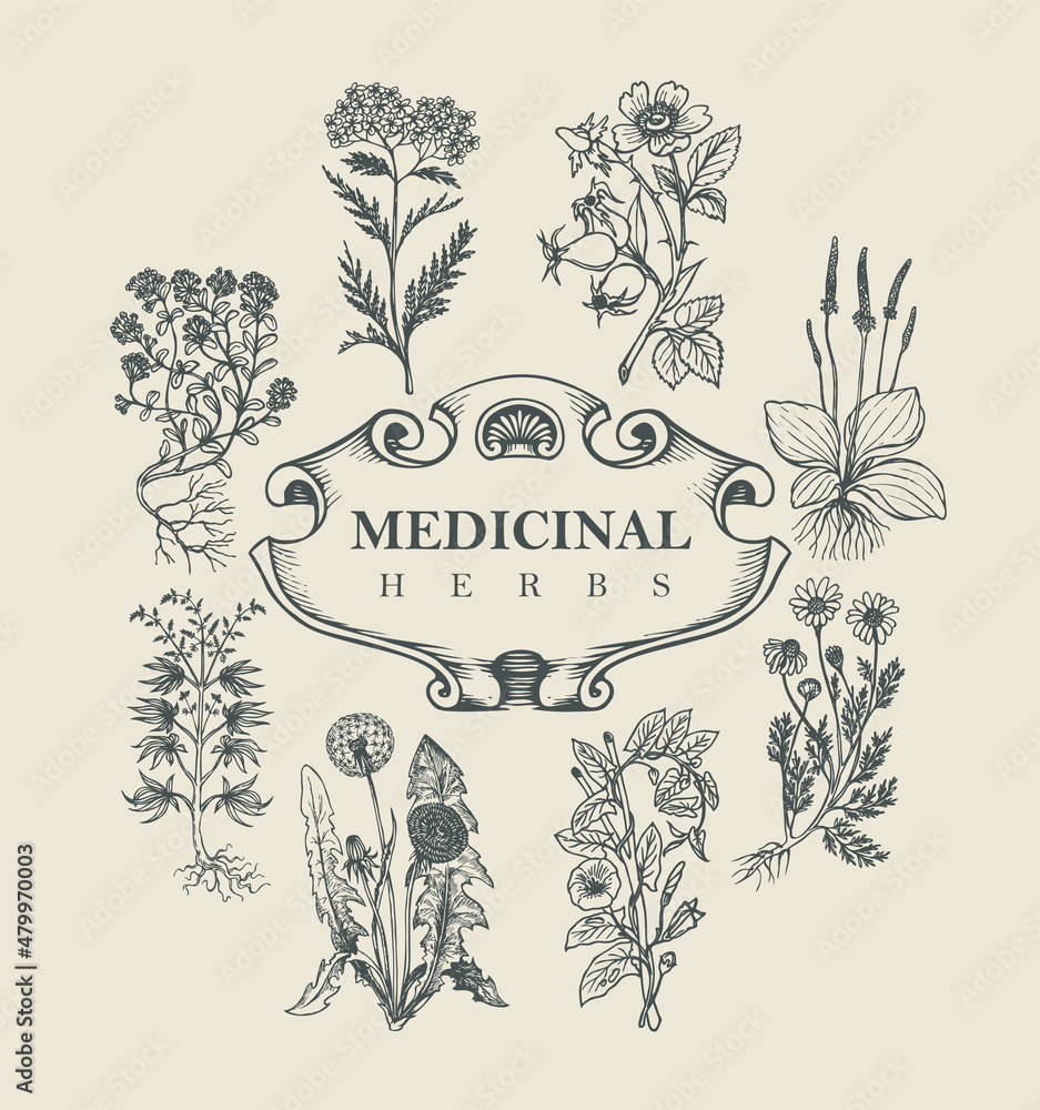 Vector banner or label with the words Medicinal herbs. Ornate frame and ...
