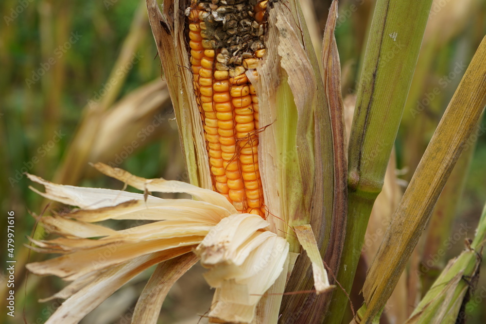 Moldy corn. View of corn with Ear Rot, damage commonly caused by insect ...