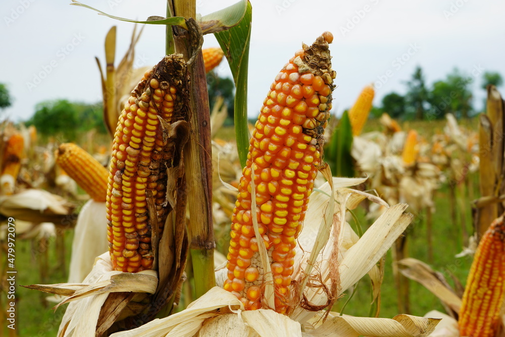 Moldy corn. View of corn with Ear Rot, damage commonly caused by insect ...