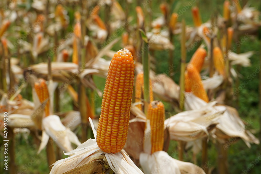 Corn is a tall annual cereal grass (Zea mays) that is widely grown for ...