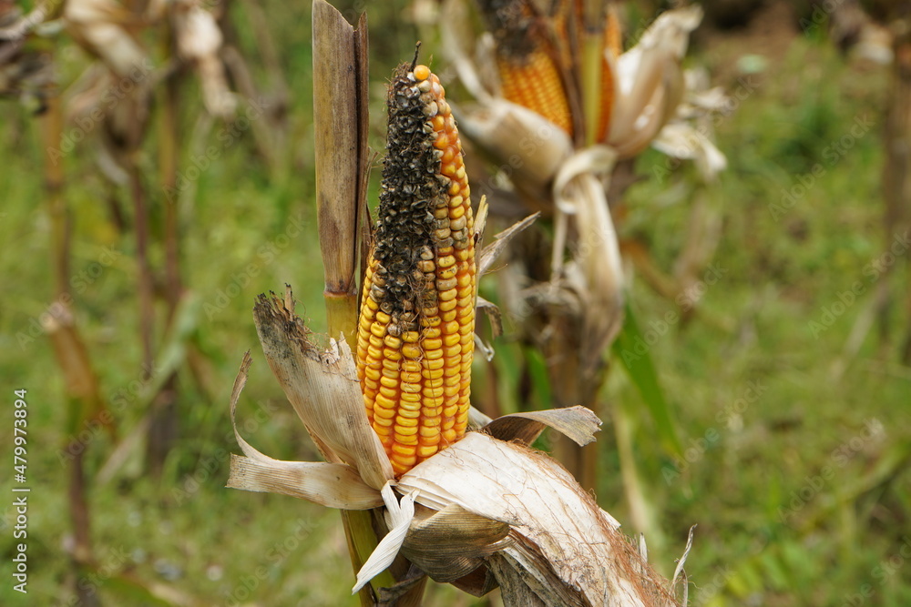 Moldy corn. View of corn with Ear Rot, damage commonly caused by insect ...