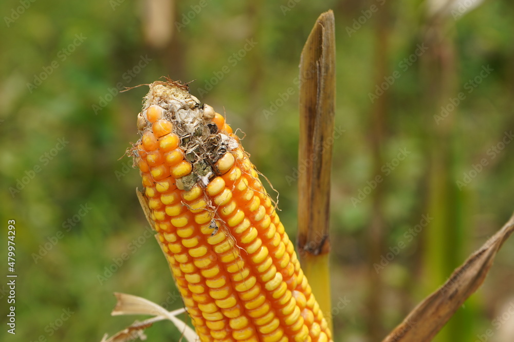 Moldy corn. View of corn with Ear Rot, damage commonly caused by insect ... Moldy corn. View of corn with Ear Rot, damage commonly caused by insect ...
