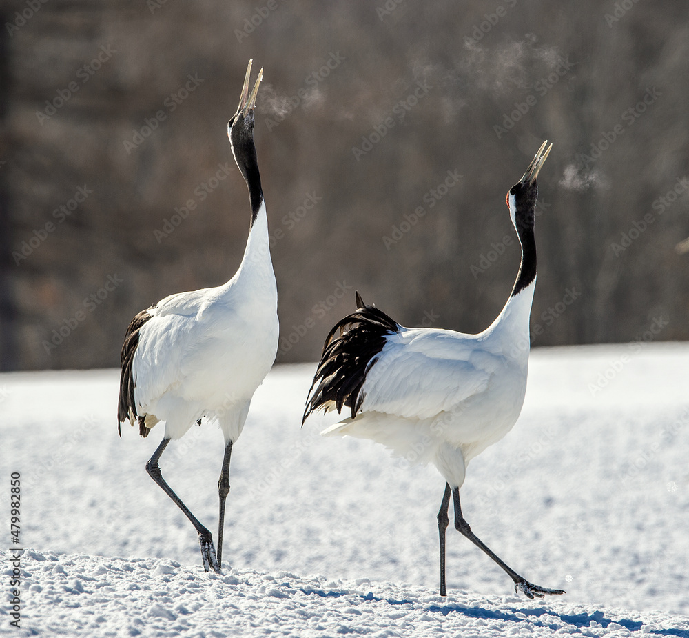 Dancing Cranes. The ritual marriage dance of cranes. The red-crowned ...