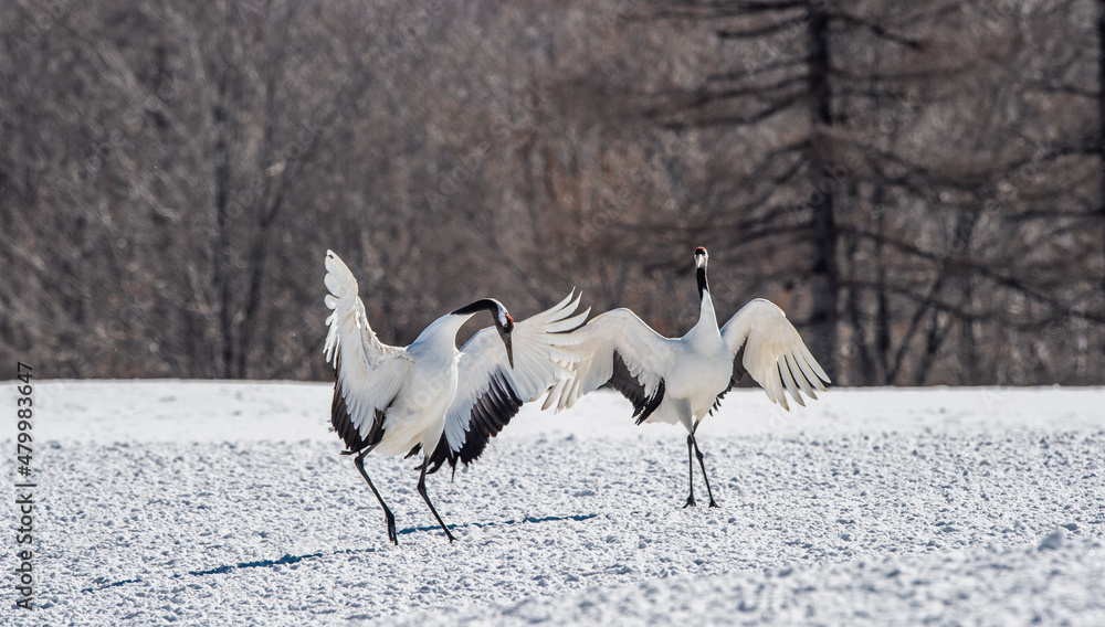 Dancing Cranes. The ritual marriage dance of cranes. The red-crowned ...