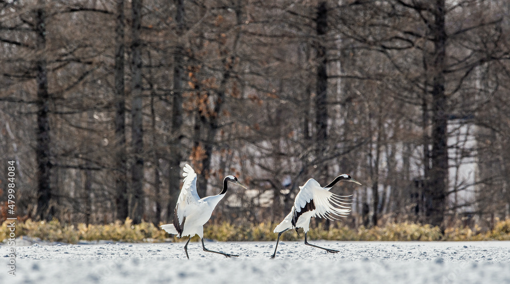 Dancing Cranes. The ritual marriage dance of cranes. The red-crowned ...