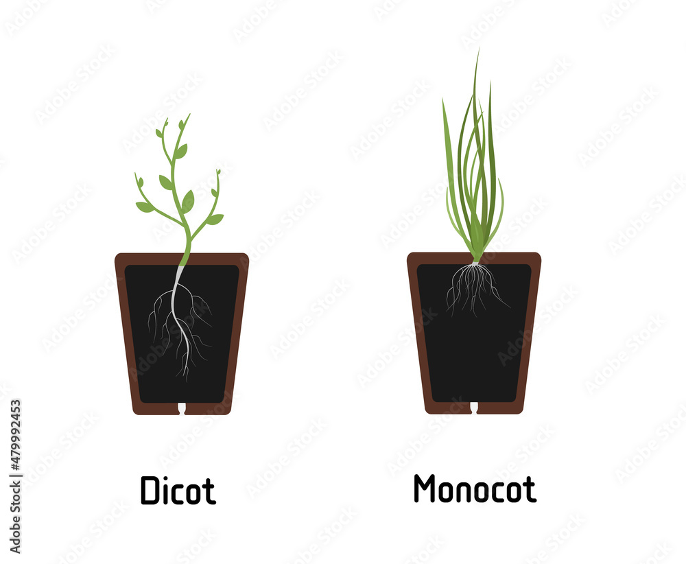 Difference between Monocotyledon and Dicotyledon plants. Different ...