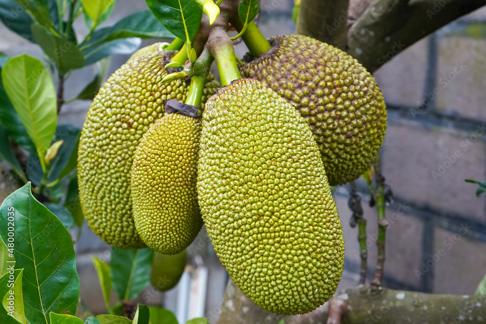 The jackfruit (Artocarpus heterophyllus), also known as jack tree, is a ...