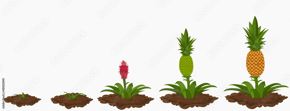 The growth stages of pineapple plant Stock Vector | Adobe Stock