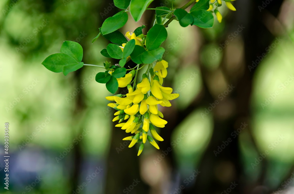 Yellow acacia tree, Siberian peashrub or Caragana arborescens branch ...