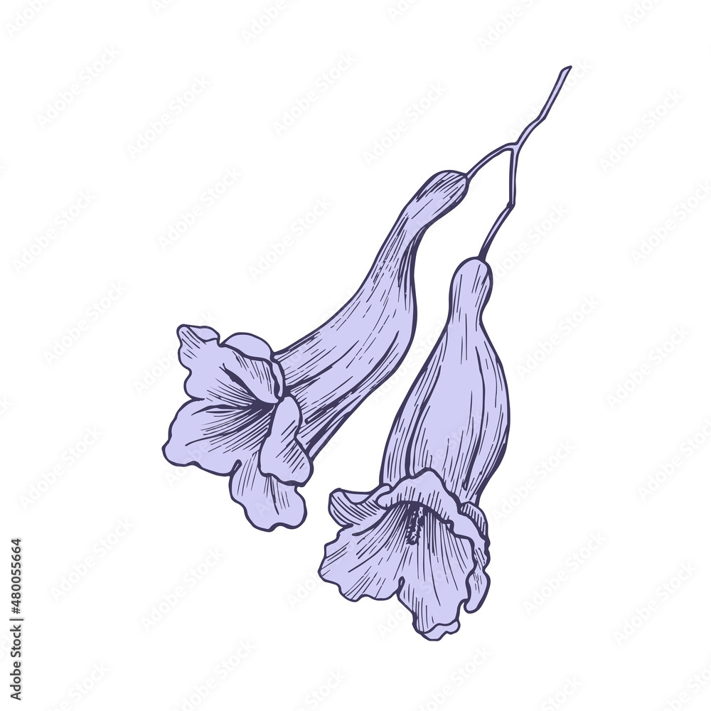Two flower of Jacaranda tree vector illustration. Hand drawn sketch ...