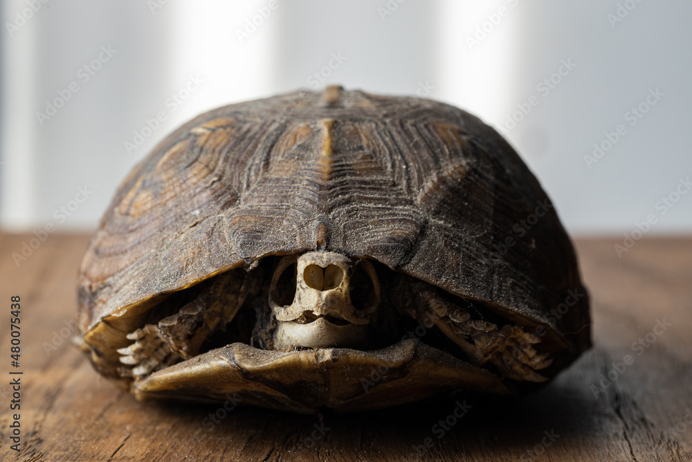 Macro Close Up of Box Turtle Skeleton in Shell with White Background on ...