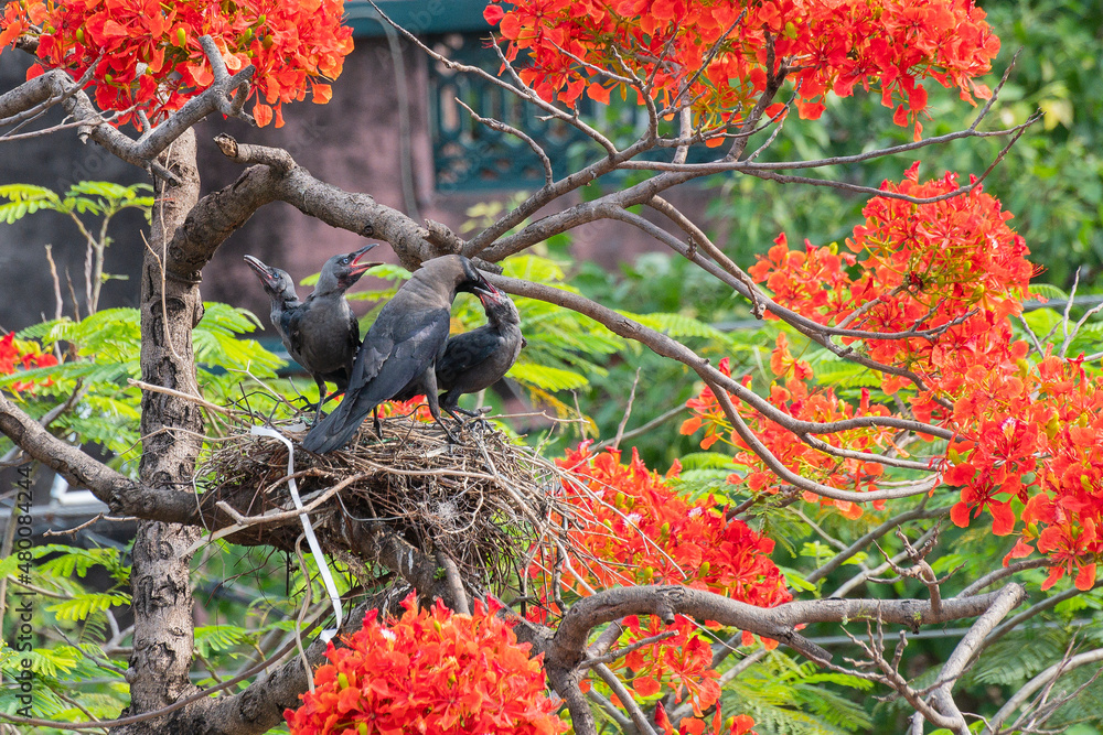 Mother House crow (Corvus splendens) bird feeding baby and juvenile ...