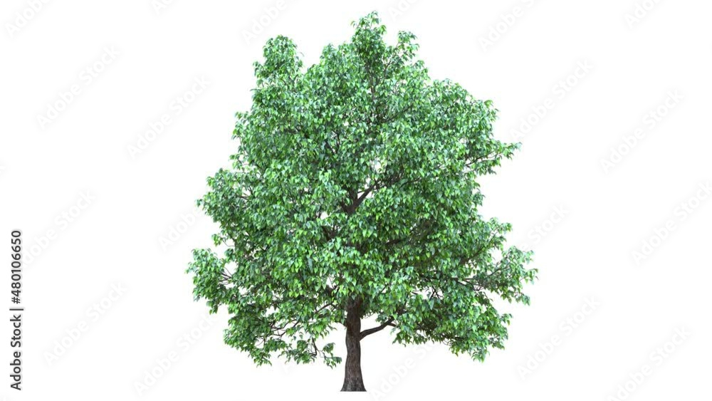 Growing trees on a white background 3D animation growth grow from small ...