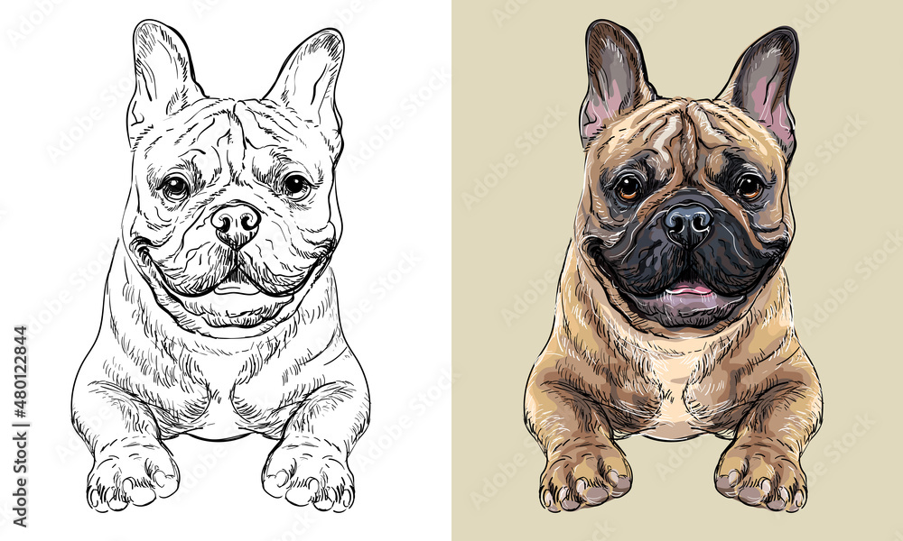 Vector hand drawing dog French bulldog monochrome and color Stock ...