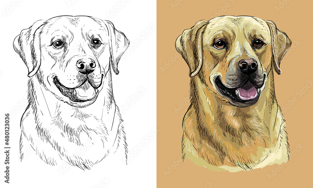 Vector hand drawing dog labrador retriever monochrome and color Stock ...