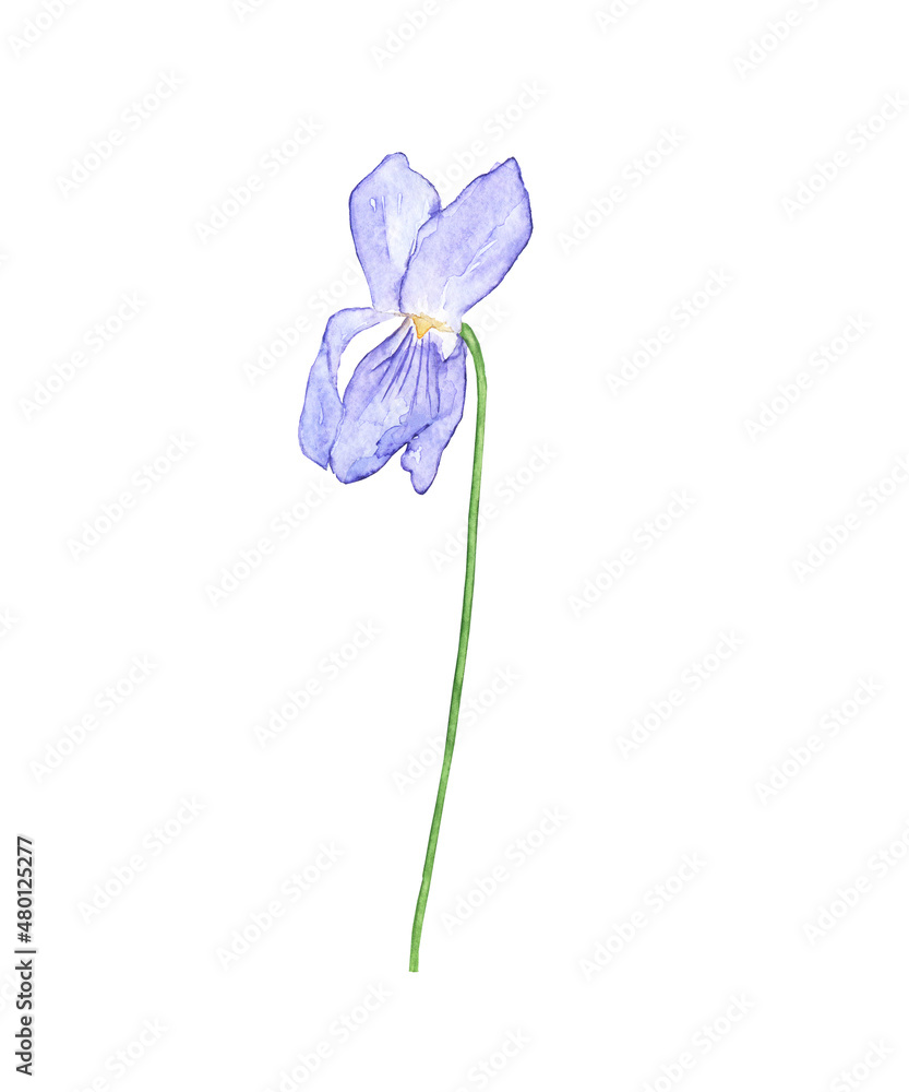 Wood violet flower isolated on white background. Watercolor hand ...