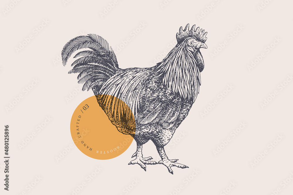 Rooster. Hand-drawn retro picture with a poultry in an engraving style ...