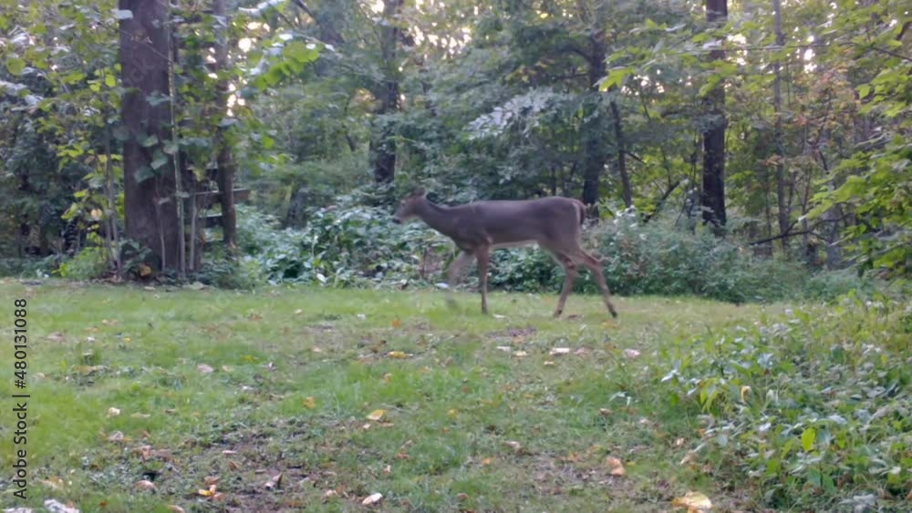 Single Whitetail deer slowly walks across clearing in the woods and ...