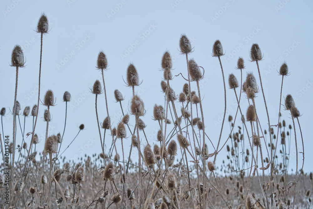 Wilde Karde im Winter bei Schneefall. Dipsacus fullonum L. Stock Photo ...