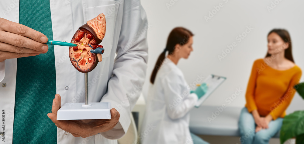 Urology and treatment of kidney disease. Doctor analyzing of patient ...