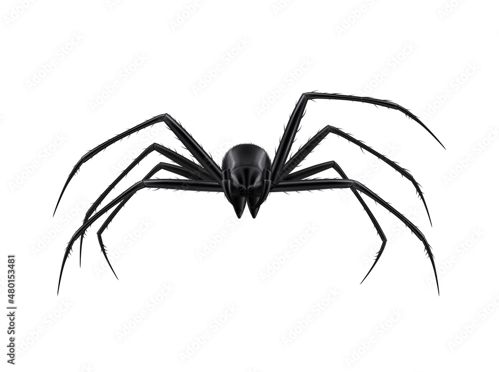 Realistic Spider Illustration Stock Vector | Adobe Stock